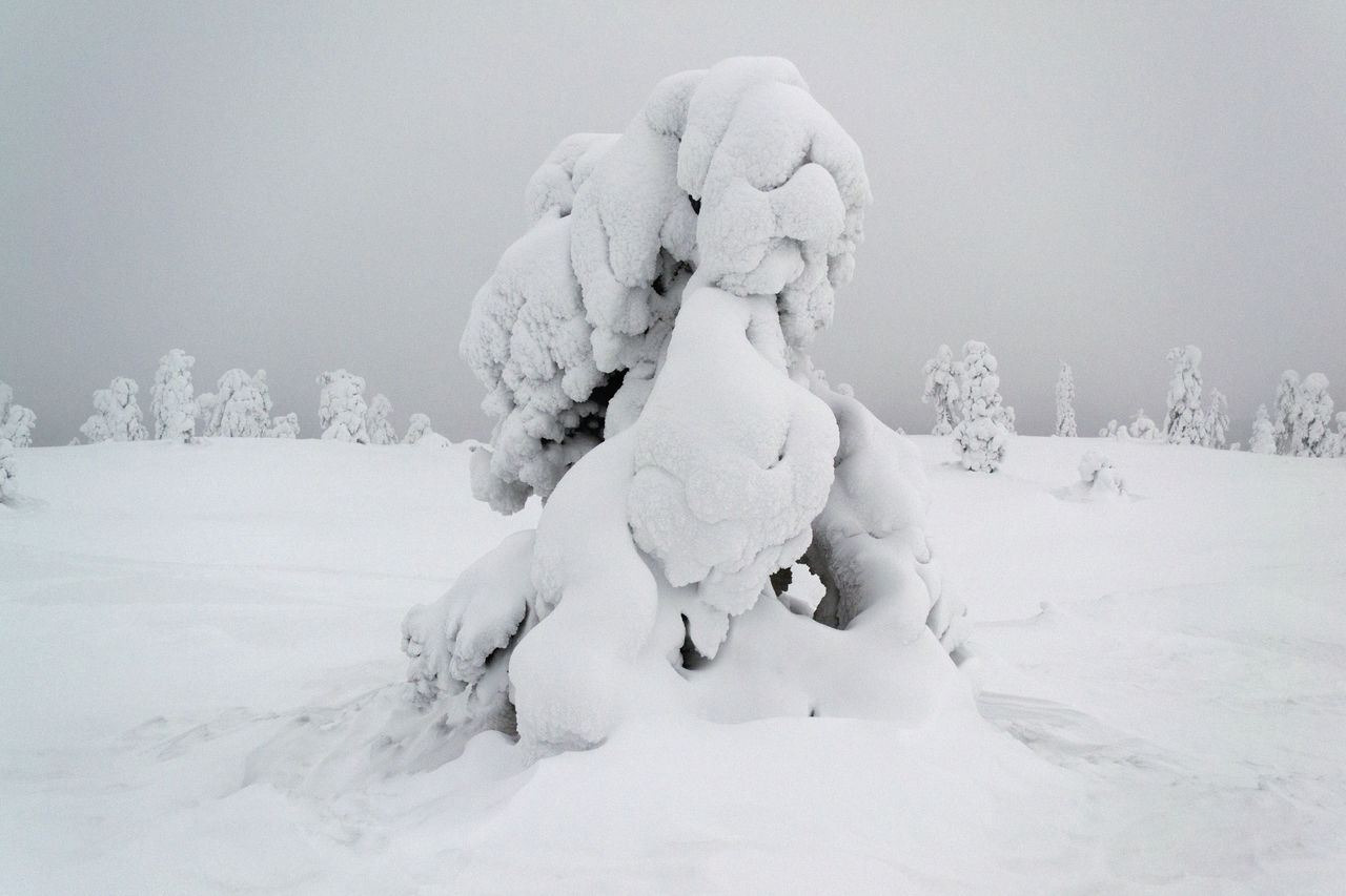 Close-up of snow covered tree | ID: 90494847