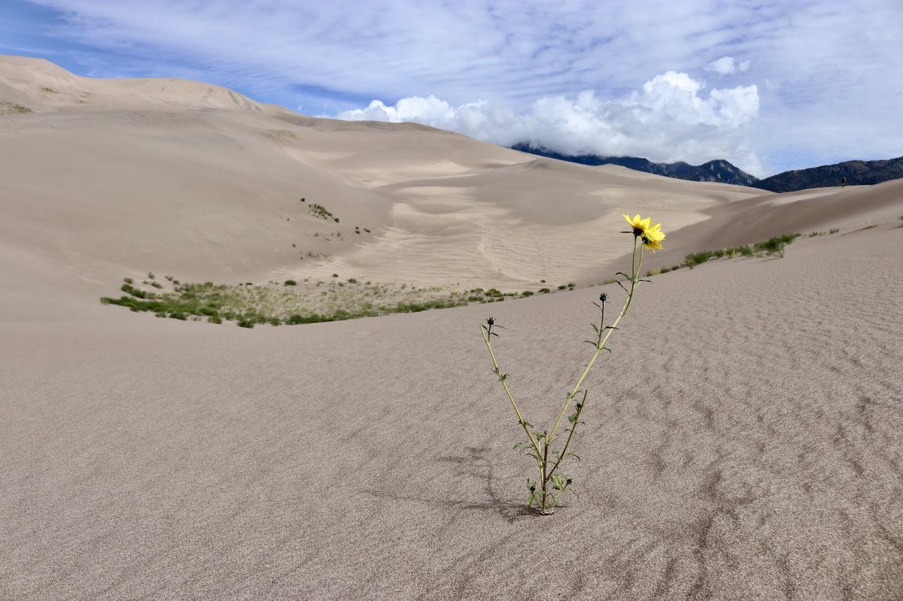 Flower growing on sand dune at desert | ID: 129056606