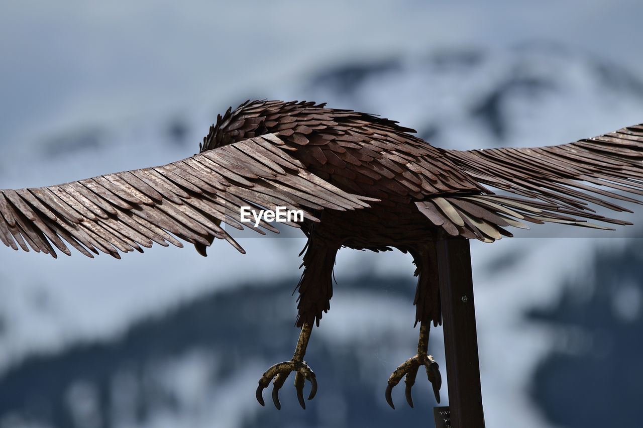 Close-up of eagle flying over roof | ID: 178950109