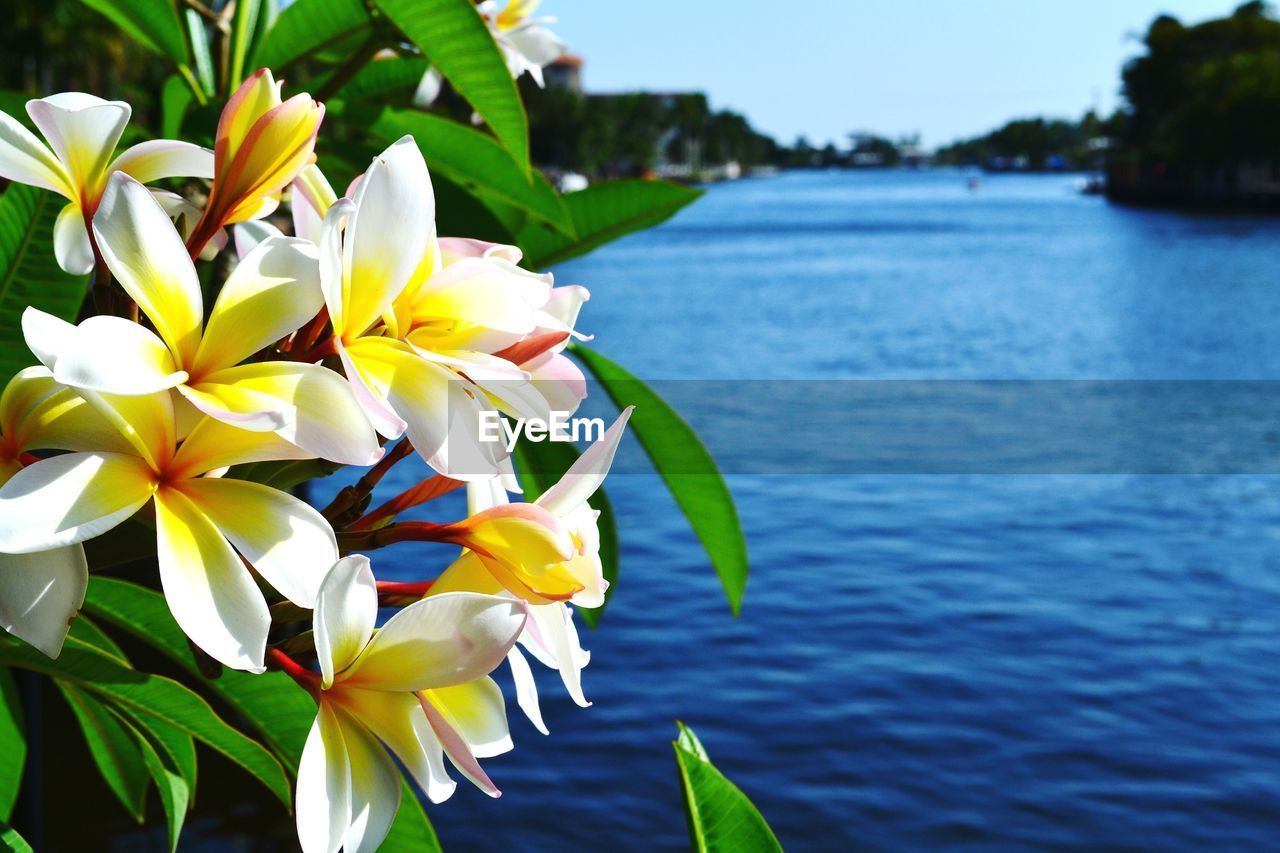 Close-up of frangipanis blooming by river | ID: 65187138
