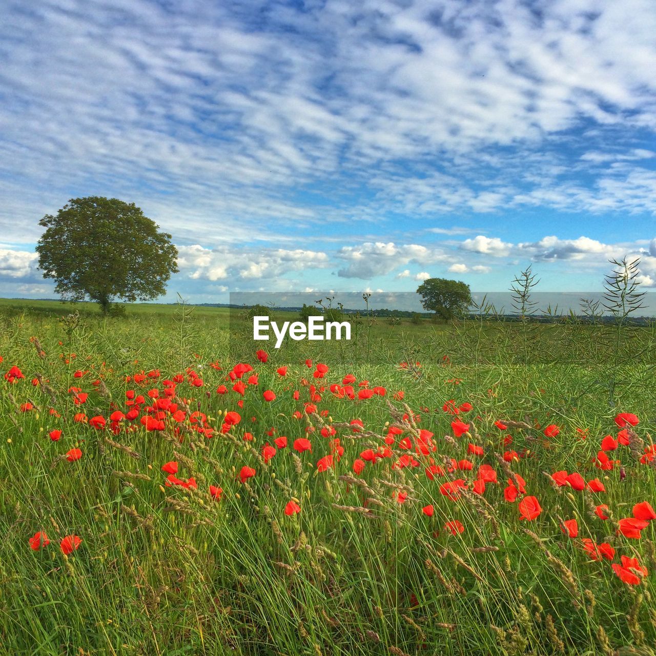 Red flowers growing on field | ID: 65997832