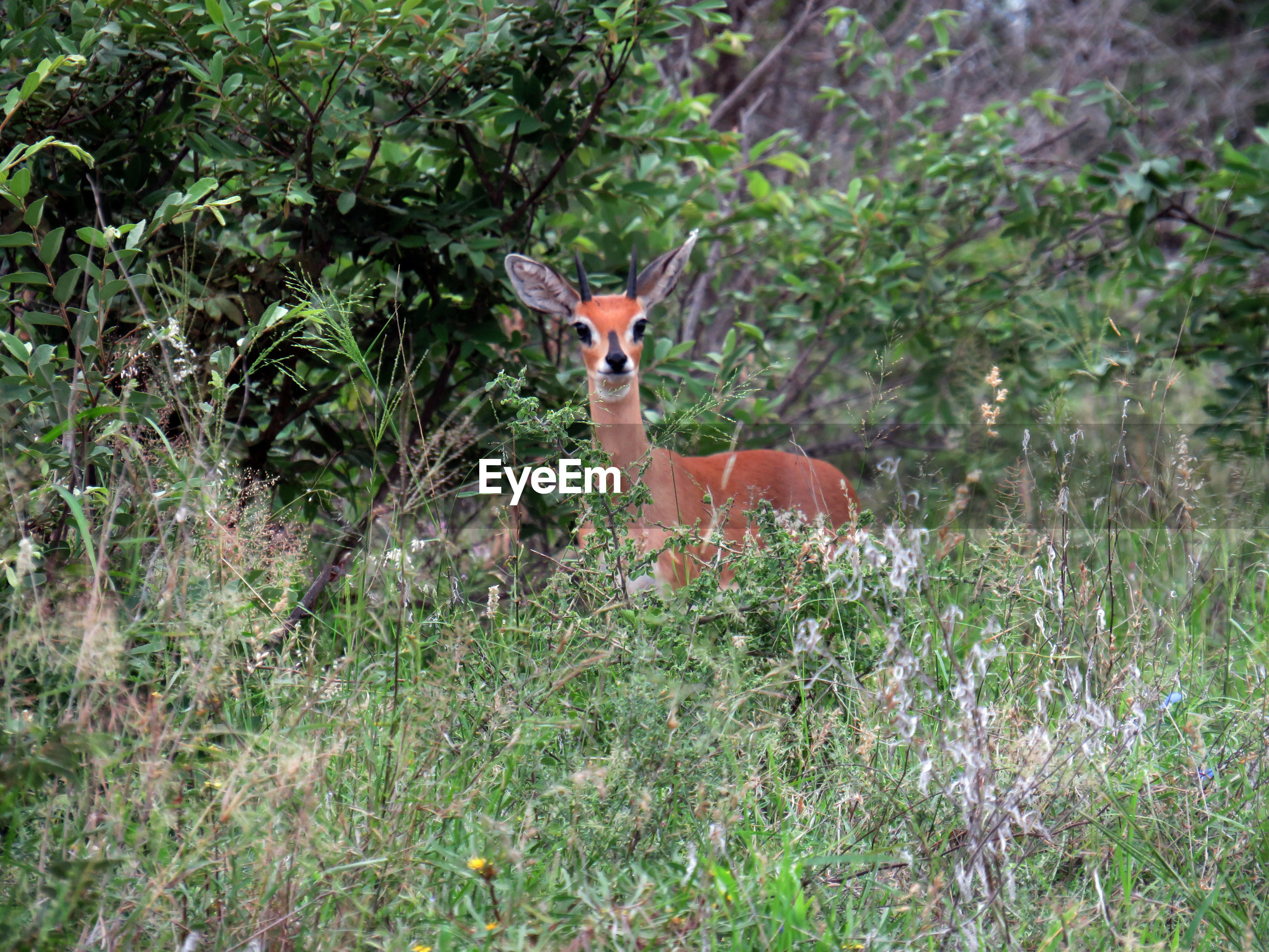 Portrait of duiker antelope standing on | ID: 134832496