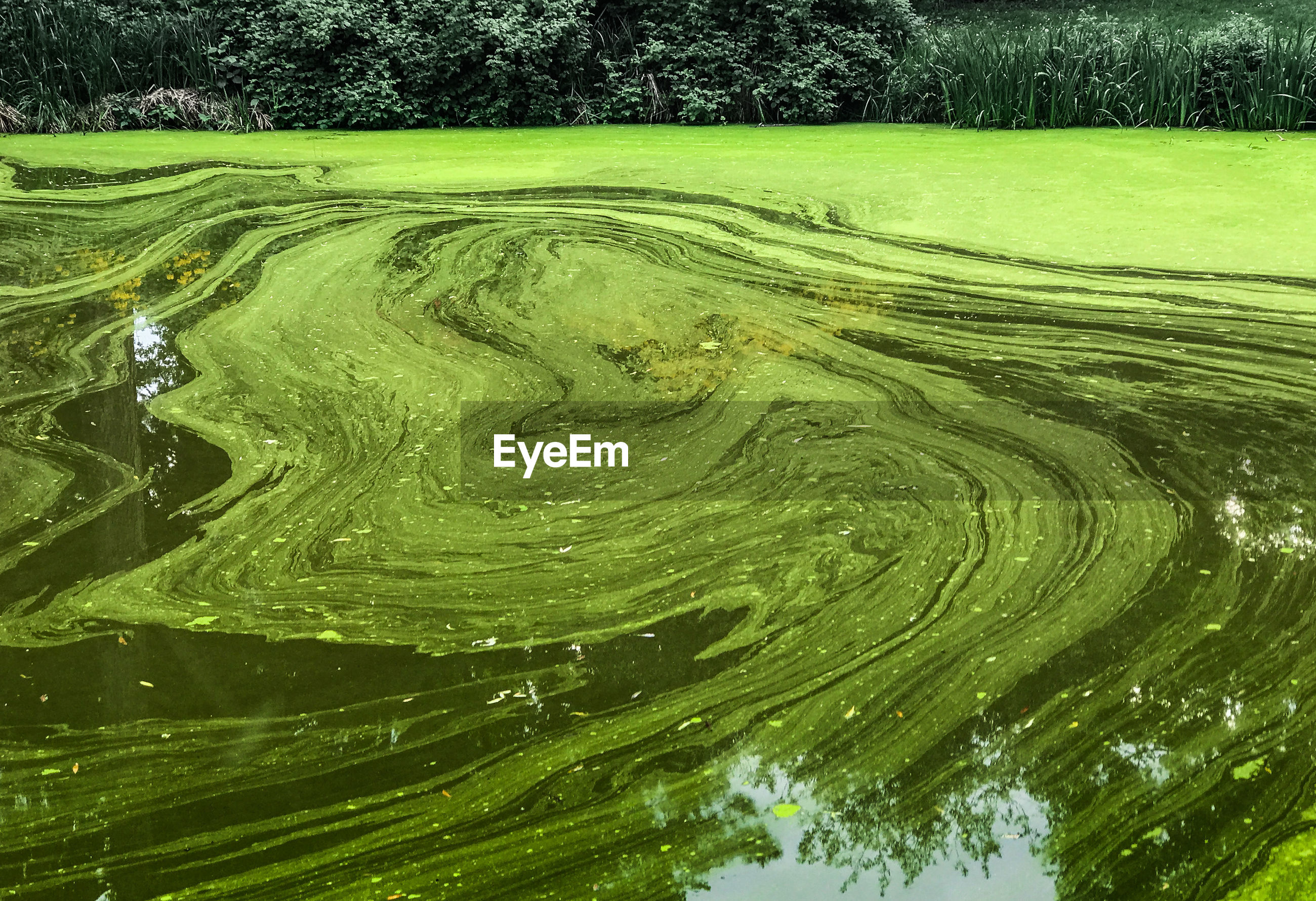 View of algae in lake | ID: 107665316