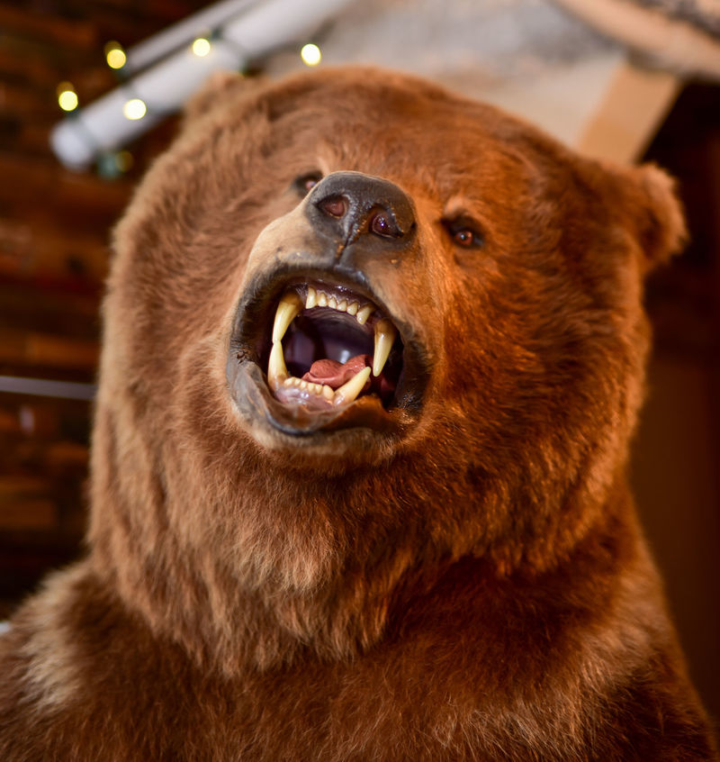 Standing Angry Grizzly Bear