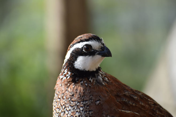 Quail - Bird pictures | Curated Photography on EyeEm