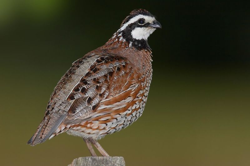 Quail - Bird pictures | Curated Photography on EyeEm